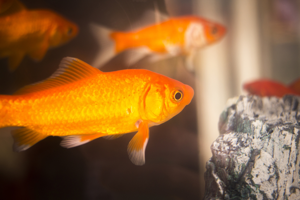 Les écailles de poisson repoussent-elles ? - Topfouine.com